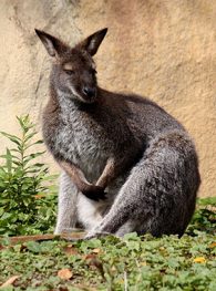 Red Necked Wallaby | The Animal Facts