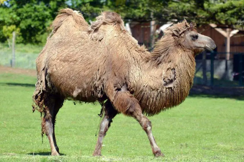 Camel | The Animal Facts