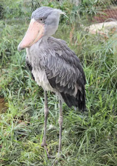 Shoebill | The Animal Facts | Appearance, Habitat, Diet, Breeding, More!