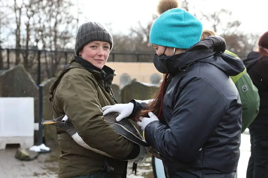 Penguins Undergo Annual Health Check at Edinburgh Zoo | The Animal Facts