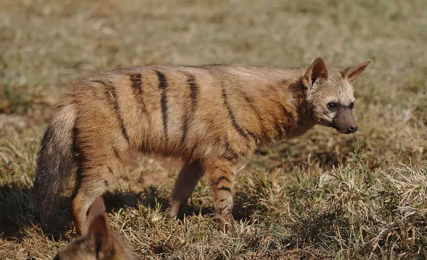 Aardwolf | The Animal Facts | Appearance, Diet, Habitat, Behavior, Range