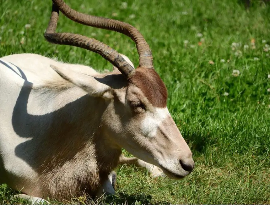 Addax | The Animal Facts | Appearance, Habitat, Diet, Behavior, Lifespan
