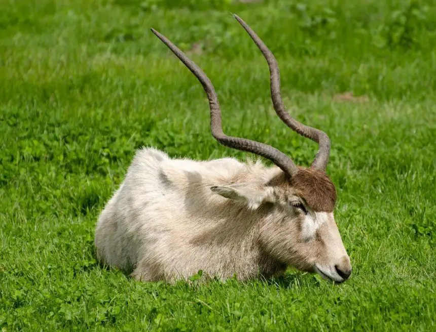 Addax | The Animal Facts | Appearance, Habitat, Diet, Behavior, Lifespan