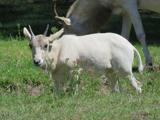 Addax | The Animal Facts | Appearance, Habitat, Diet, Behavior, Lifespan