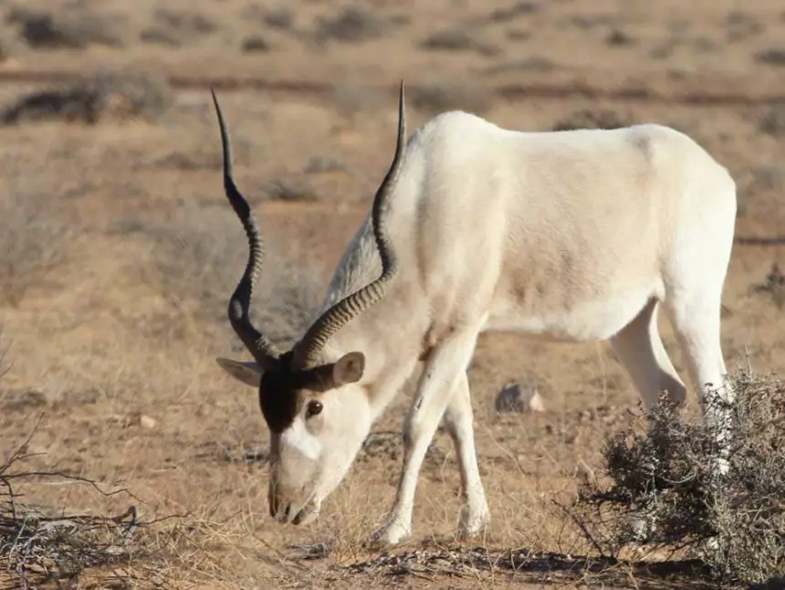 World First Research to Help Addax Conservation Efforts