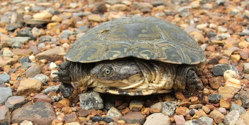 African Helmeted Turtle | The Animal Facts | Appearance, Diet, Habitat