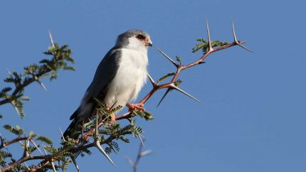 African Pygmy Falcon | The Animal Facts | Appearance, Diet, Habitat