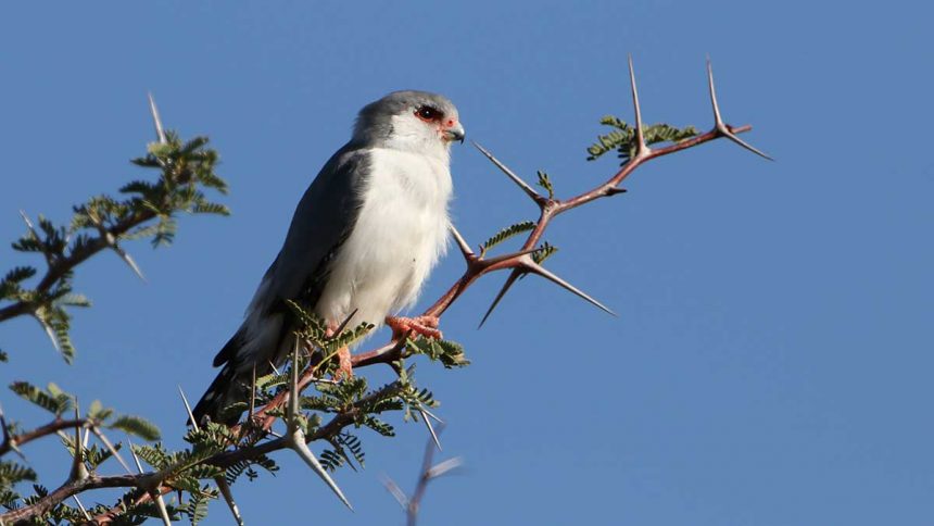 African Pygmy Falcon | The Animal Facts | Appearance, Diet, Habitat
