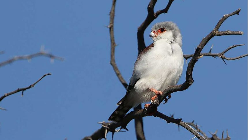 African Pygmy Falcon | The Animal Facts | Appearance, Diet, Habitat