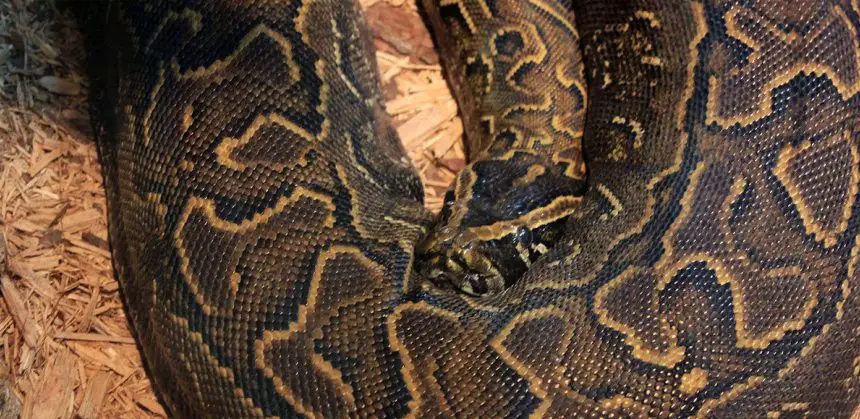 African Rock Python | The Animal Facts