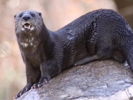 African Clawless Otter | The Animal Facts | Appearance, Diet, Habitat