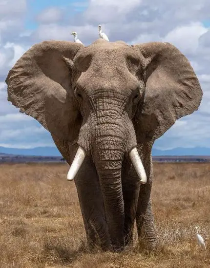 African Savanna Elephant | The Animal Facts | Habitat, Appearance, Diet