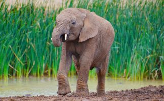 African Savanna Elephant | The Animal Facts | Habitat, Appearance, Diet