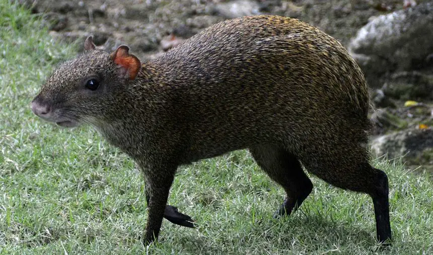 Perth Zoo Add Red-Rumped Agoutis to Animal Family