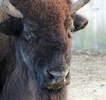 American Bison | The Animal Facts