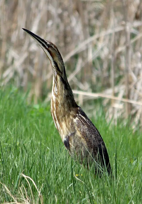 American Bittern | The Animal Facts | Appearance, Diet, Habitat, Behavior