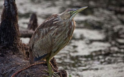 American Bittern | The Animal Facts | Appearance, Diet, Habitat, Behavior