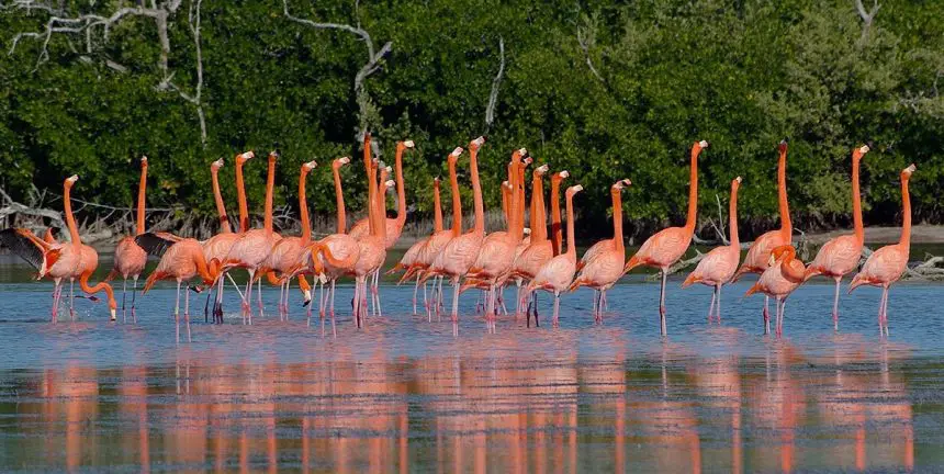 American Flamingo | The Animal Facts | Appearance, Habitat, Behavior