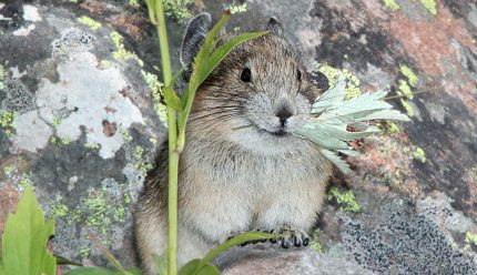 American Pika | The Animal Facts | Appearance, Diet, Habitat, Behavior