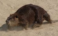 American Beaver | The Animal Facts