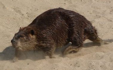 American Beaver | The Animal Facts