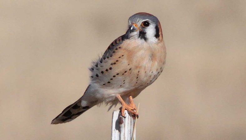American Kestrel - The Animal Facts - Appearance, Diet, Habitat, Behavior