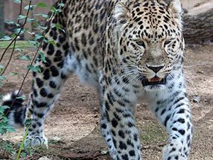 Amur Leopard | The Animal Facts