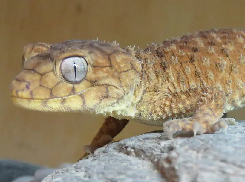 Giant Cave Gecko - The Animal Facts - Appearance, Diet, Habitat, Range