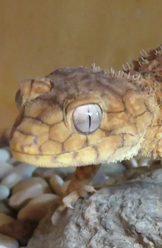 Centralian Rough Knob-Tail Gecko | The Animal Facts | Appearance, Diet