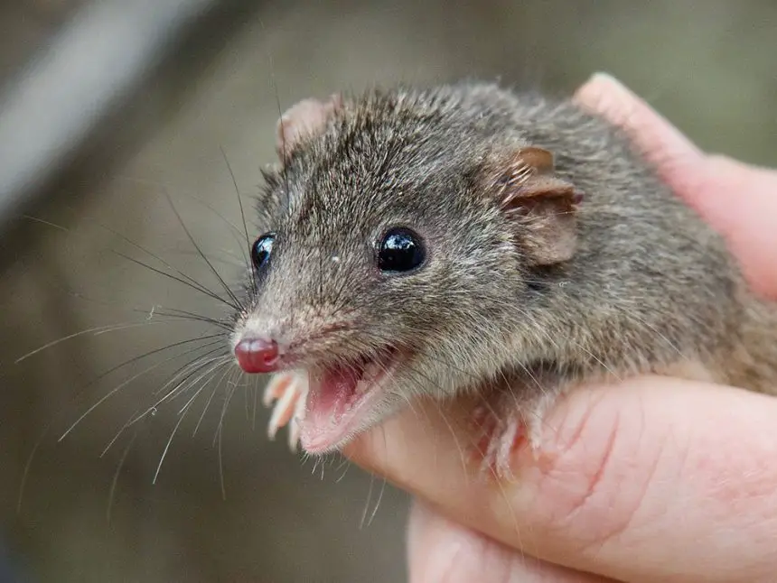 Quokka - The Animal Facts Diet, Adaptations, Behaviour, Habitat and More!