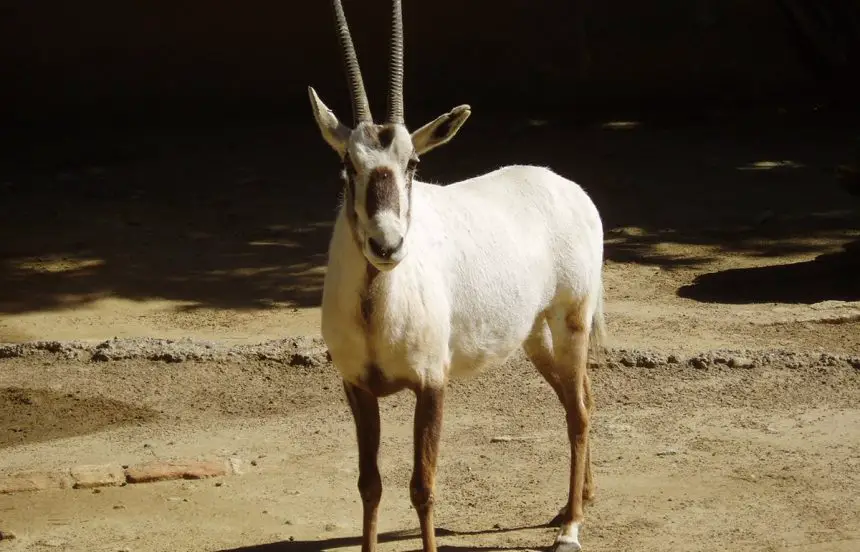 Arabian Oryx | The Animal Facts | Appearance, Diet, Habitat, Behavior