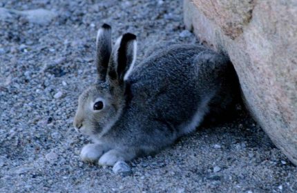 Arctic Hare | The Animal Facts | Appearance, Diet, Habitat, Behavior