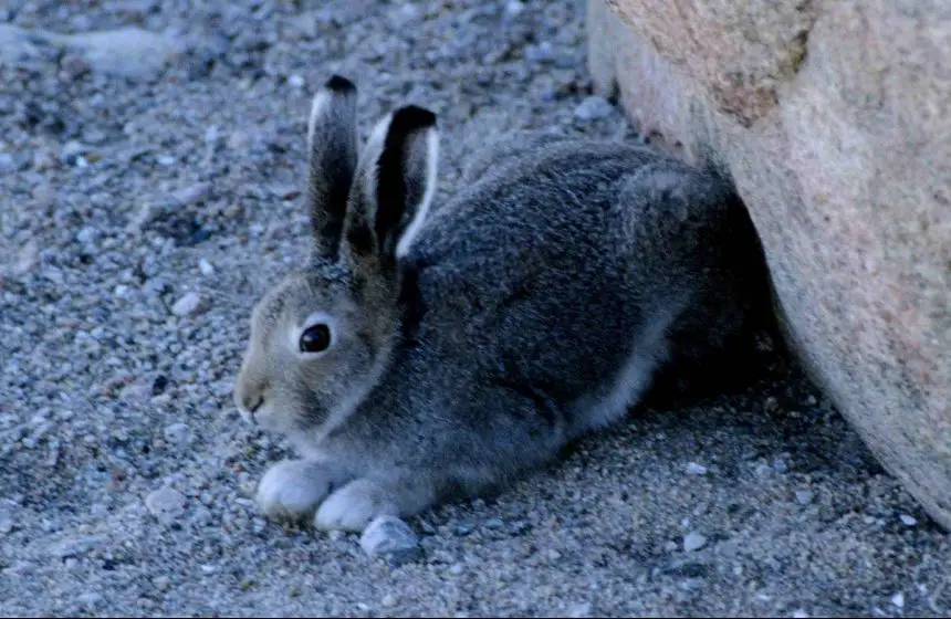 Arctic Hare | The Animal Facts | Appearance, Diet, Habitat, Behavior