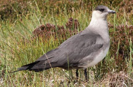Arctic Skua | The Animal Facts | Appearance, Diet, Habitat, Behavior