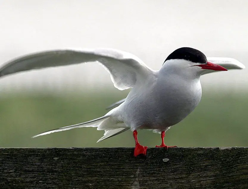 Arctic Tern | The Animal Facts | Appearance, Diet, Habitat and Behavior