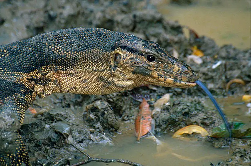 Asian Water Monitor | The Animal Facts | Appearance, Habitat, Diet