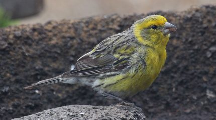 Atlantic Canary | The Animal Facts | Appearance, Diet, Habitat, Lifespan