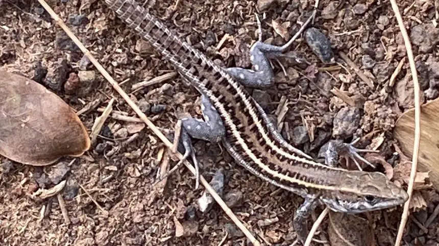 Atlantic Lizard | The Animal Facts | Appearance, Diet, Habitat, Behavior