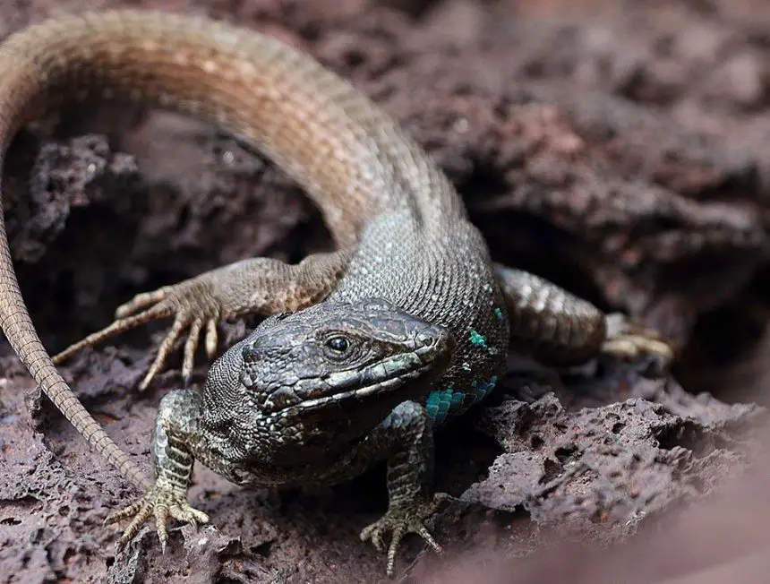 Jeweled Lizard | The Animal Facts | Appearance, Diet, Habitat, Behavior