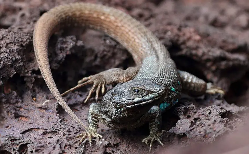 Atlantic Lizard | The Animal Facts | Appearance, Diet, Habitat, Behavior