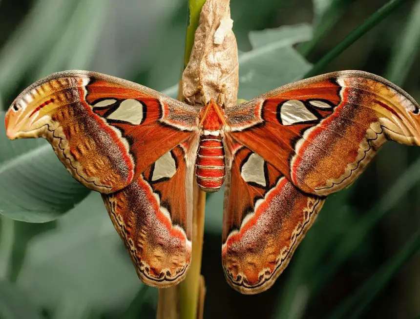 Atlas Moth | The Animal Facts | Appearance, Diet, Habitat, Behavior