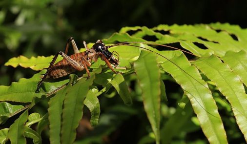 Auckland Tree Weta | The Animal Facts | Habitat, Diet, Behaviour, More!