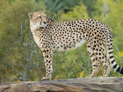 Sand Cat | The Animal Facts