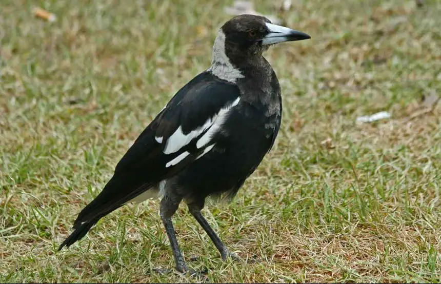 Australian Magpie | The Animal Facts | Appearance, Diet, Habitat, Behavior
