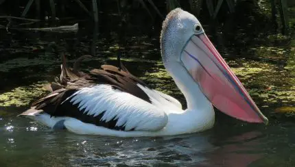 Australian Pelican | The Animal Facts