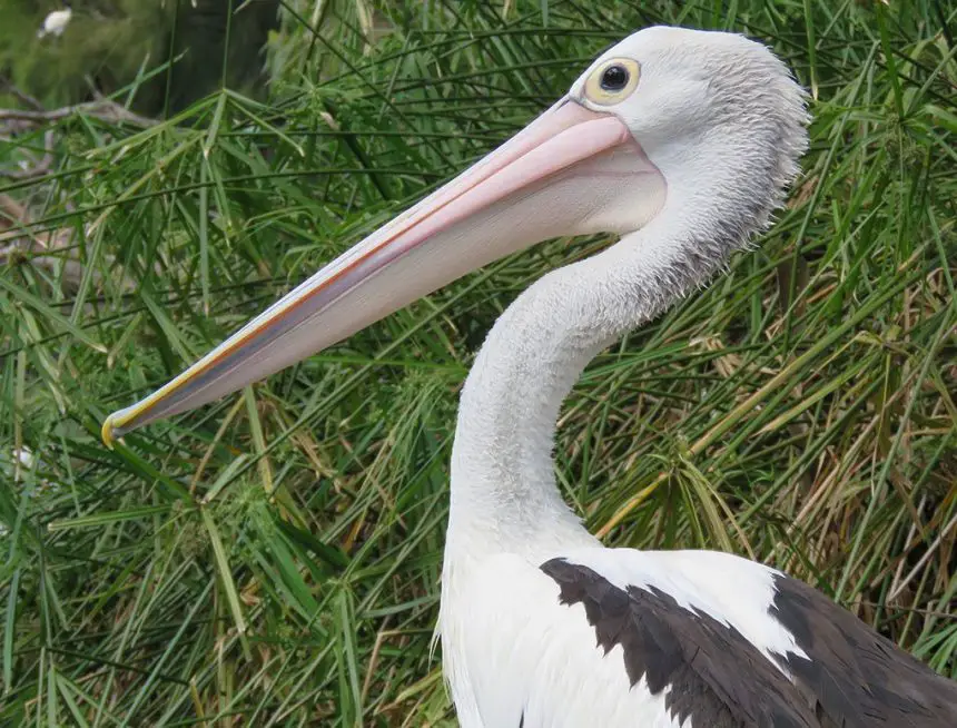 Great White Pelican | The Animal Facts | Appearance, Diet, Habitat, Range