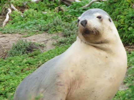 Baikal Seal | The Animal Facts | Appearance, Diet, Habitat, Behavior