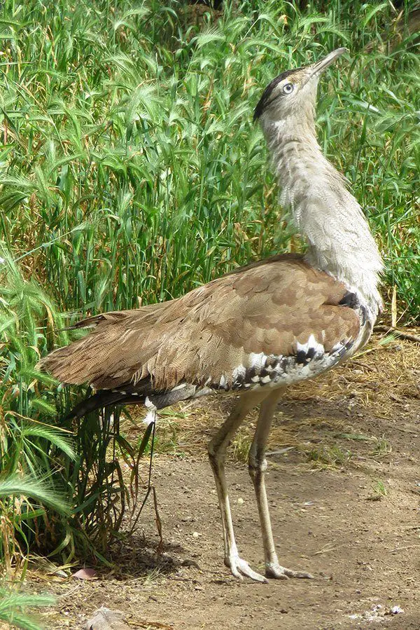 Australian Bustard | The Animal Facts | Appearance, Diet, Habitat