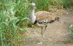 Australian Bustard | The Animal Facts | Appearance, Diet, Habitat