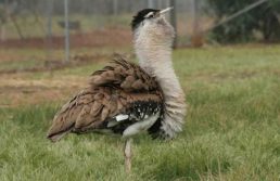 Australian Bustard | The Animal Facts | Appearance, Diet, Habitat